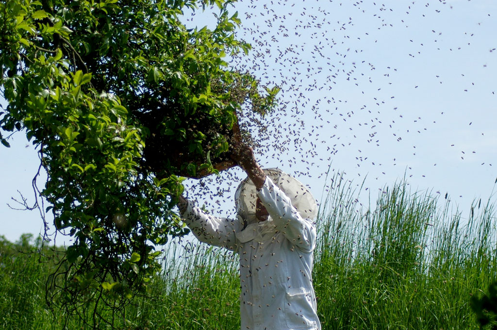 Essaim d'abeilles, que faire ? ⋆ au refuge DES GRAINES