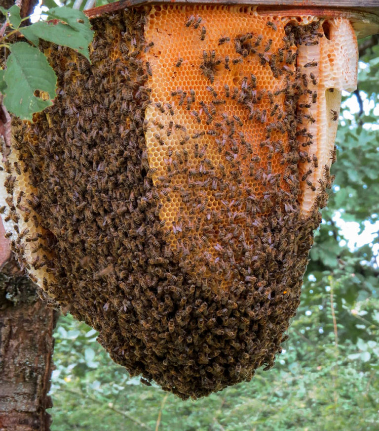 Essaim d'abeilles, que faire ? ⋆ au refuge DES GRAINES